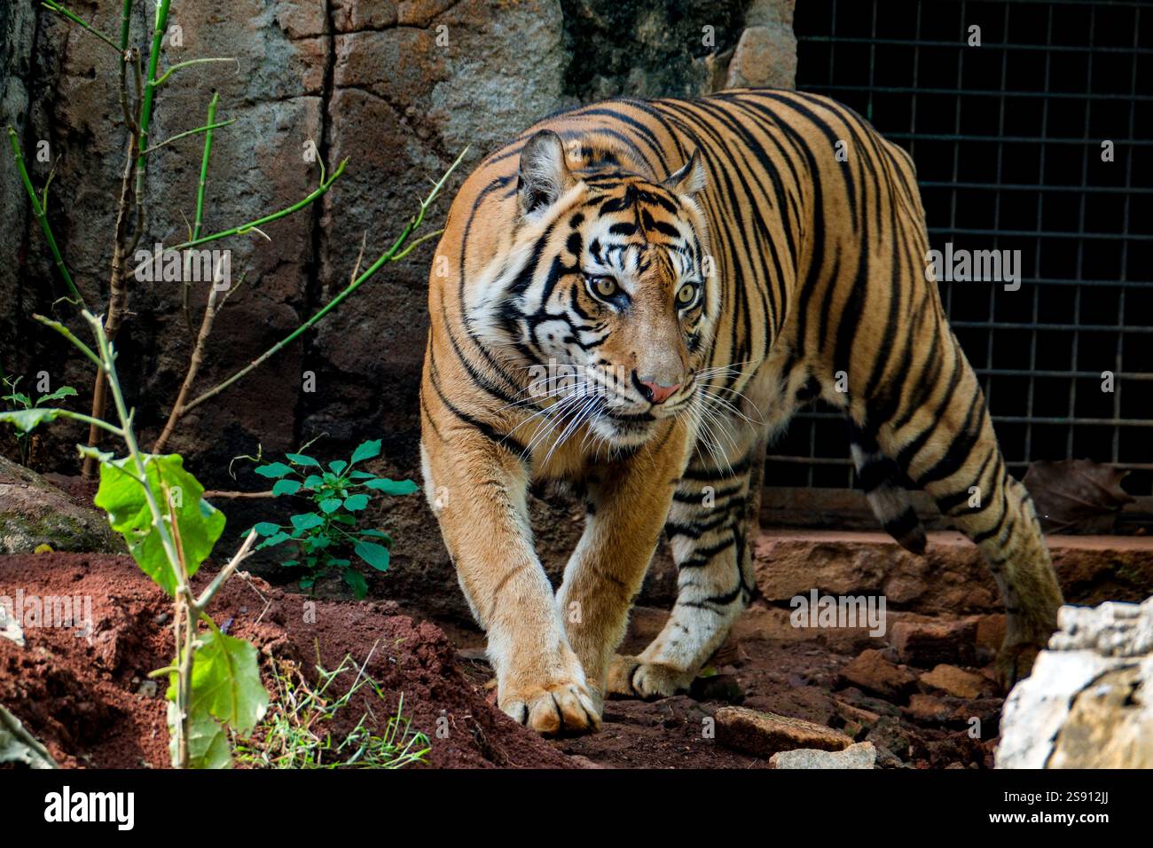 Photo of the Sumatra tiger (Panthera tigris tigris Stock Photo - Alamy
