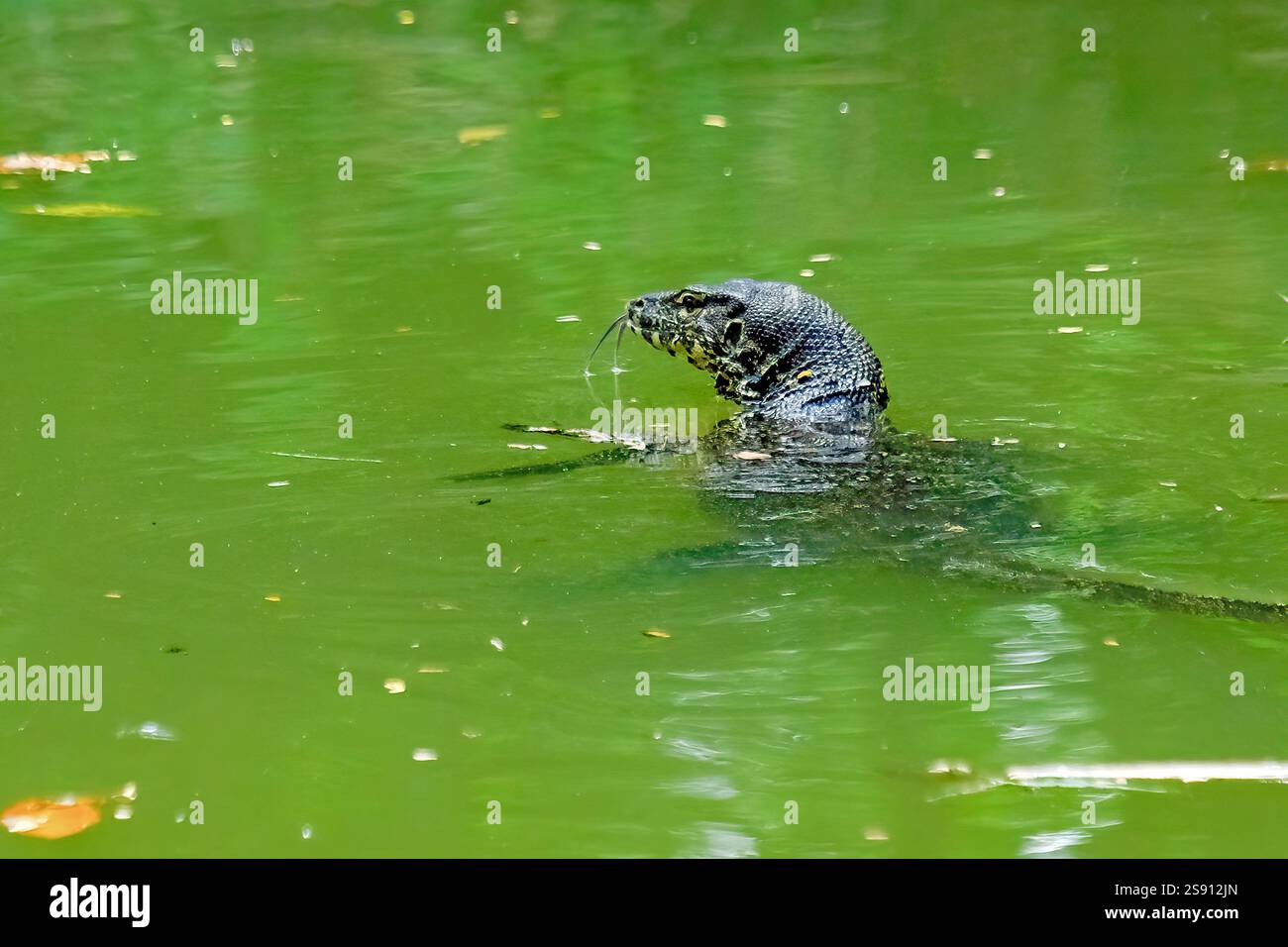 Monitor lizard swimming in green hi-res stock photography and images ...