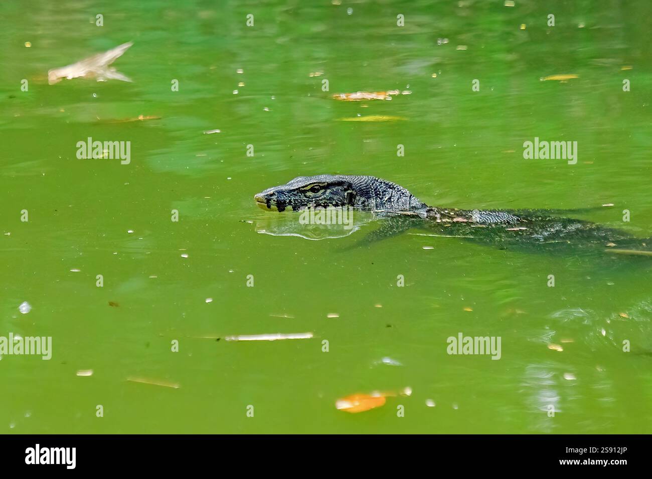 Monitor lizard swimming in green hi-res stock photography and images ...