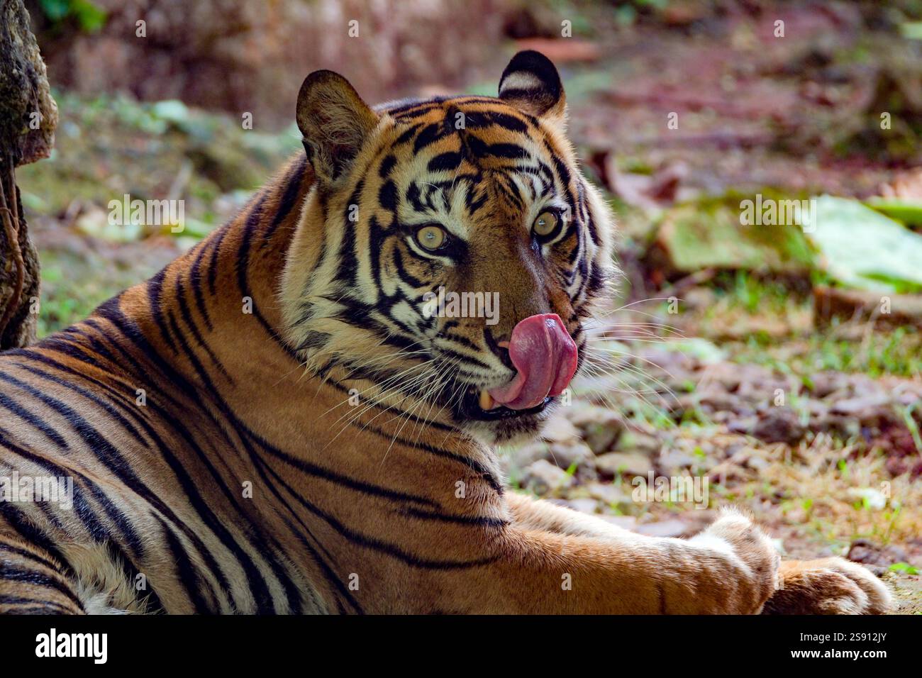 Photo of the Sumatra tiger (Panthera tigris tigris Stock Photo - Alamy