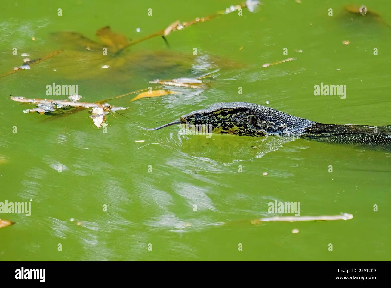 Monitor lizard swimming in green hi-res stock photography and images ...