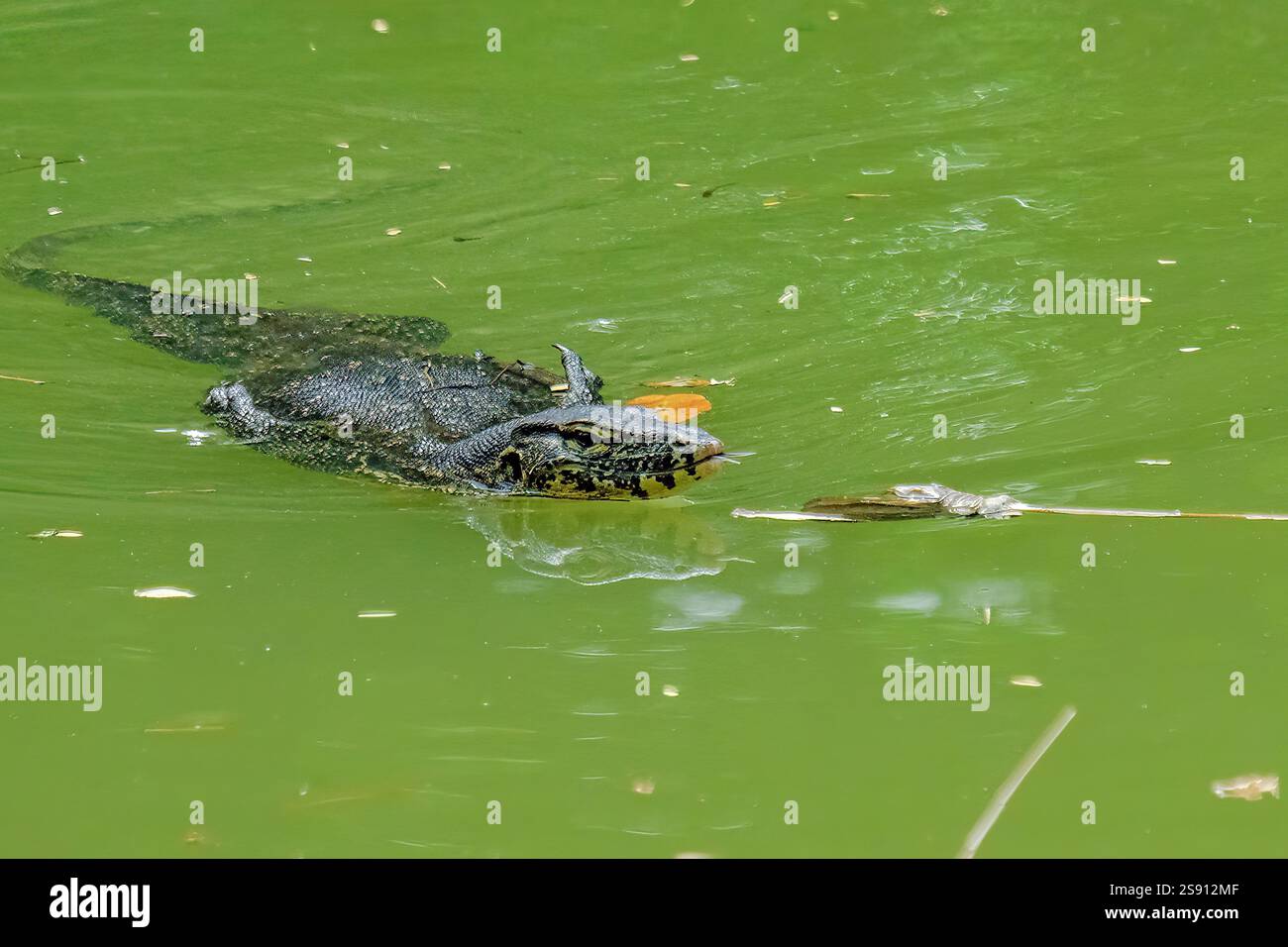 Monitor lizard swimming in green hi-res stock photography and images ...