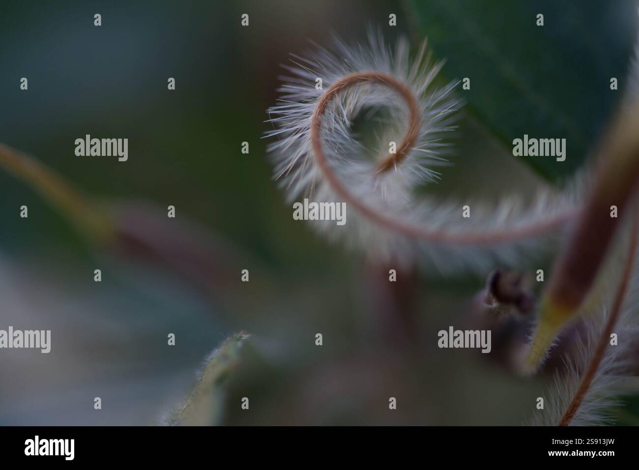 Fibonacci sequence in nature plant Stock Photo - Alamy