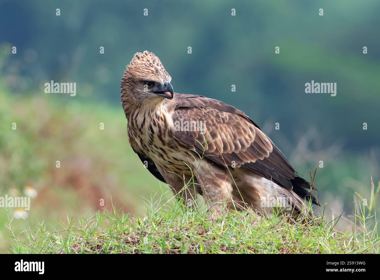 Changeable hawk eagle with a fierce gaze Stock Photo - Alamy
