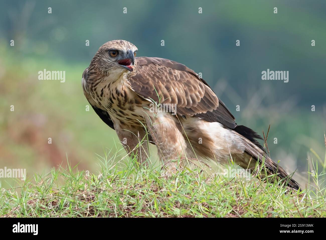 Changeable hawk eagle with a fierce gaze Stock Photo - Alamy