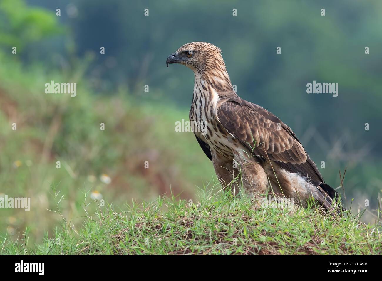 Changeable hawk eagle with a fierce gaze Stock Photo - Alamy