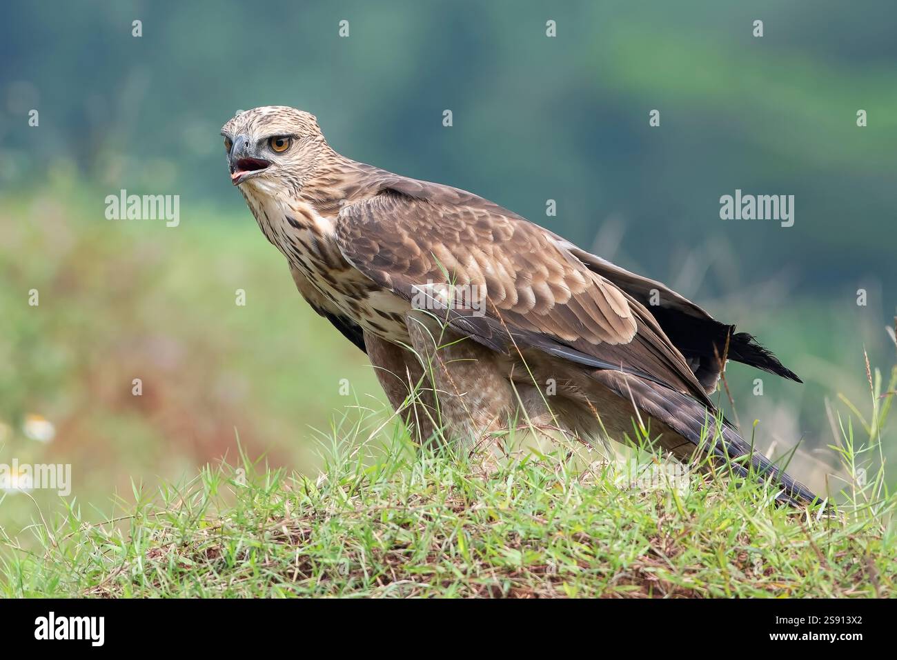 Changeable hawk eagle with a fierce gaze Stock Photo - Alamy