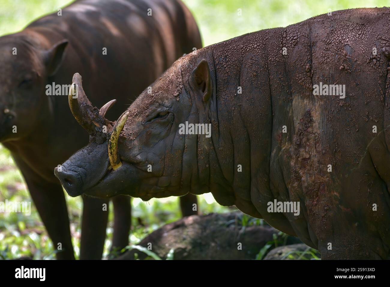 Babirusa Sulawesi Utara ( Babyrousa celebensis ) resting on a bush ...