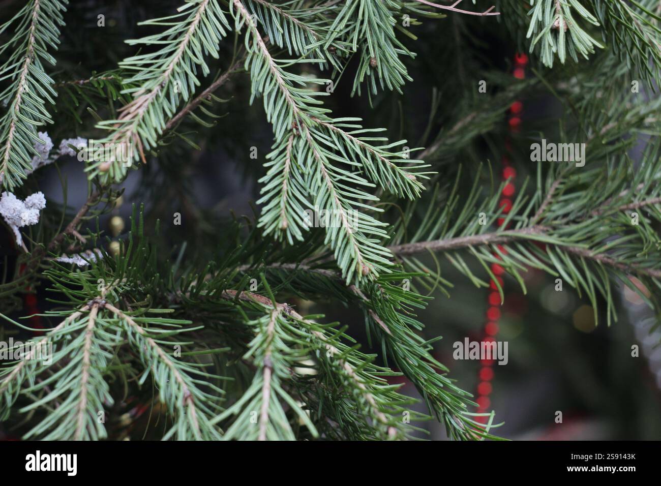Close-up of fir tree branches Stock Photo - Alamy