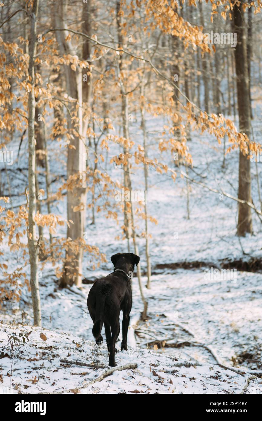 Alert dog facing into snowy forest scene Stock Photo - Alamy