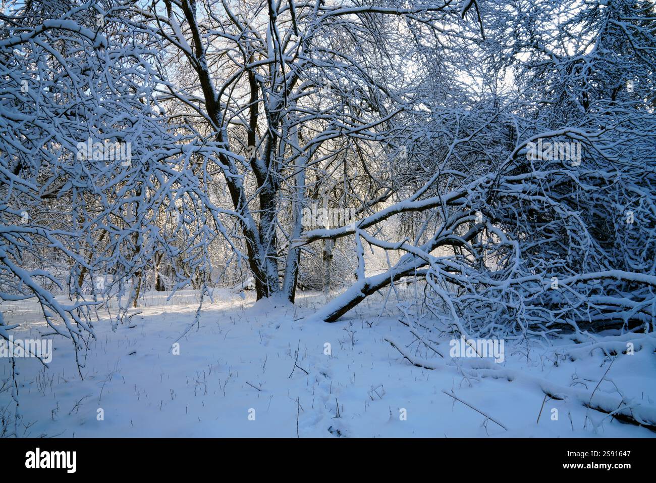 Unkempt apple orchard hi-res stock photography and images - Alamy
