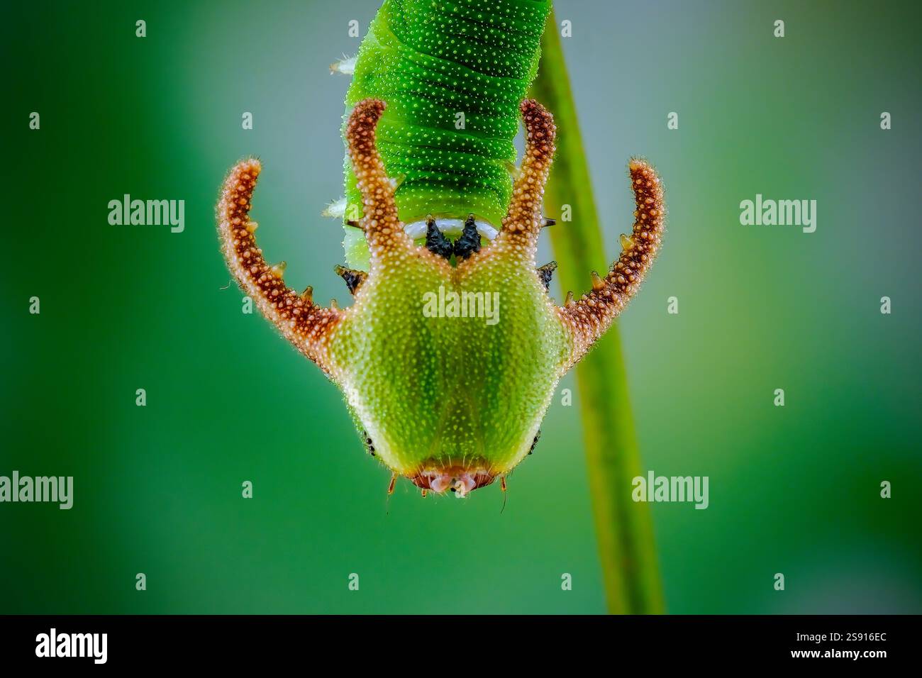 Dragon head caterpillar hi-res stock photography and images - Alamy