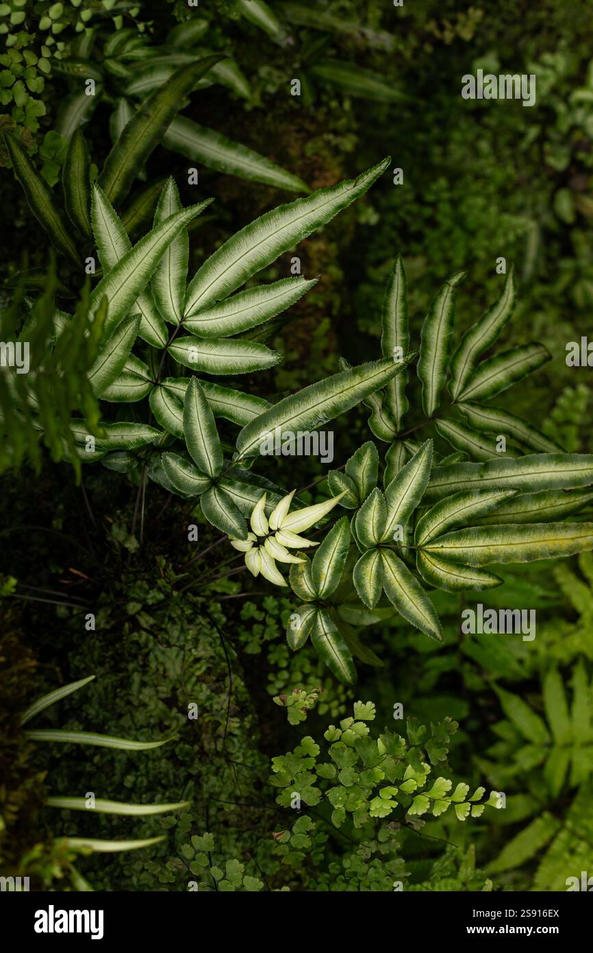 Hybrid pteris plant leaves isolated. Detailed view forestfloor Stock ...
