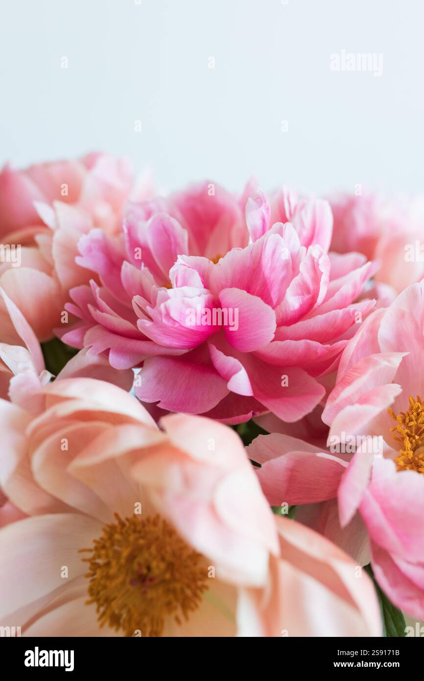 Peony and pastel coloured flowers hi-res stock photography and images ...