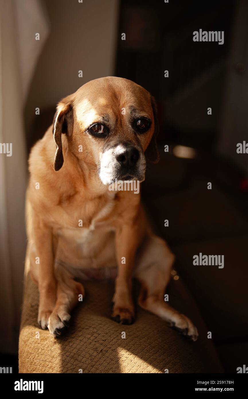 Up close Puggle dog looking into camera with sad face Stock Photo - Alamy