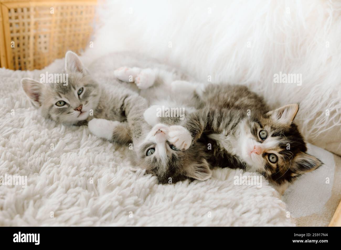 Cuddling kittens hi-res stock photography and images - Alamy