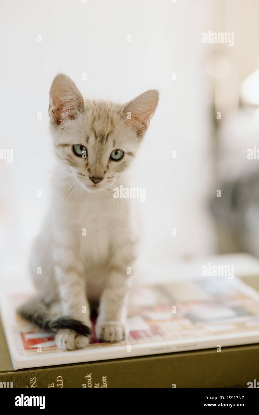 Siamese cat blanket hi-res stock photography and images - Alamy
