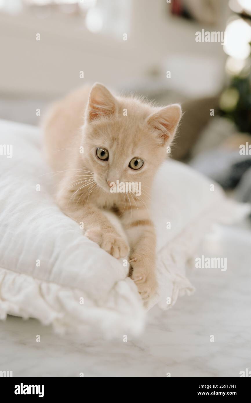 Kitten soft lighting hi-res stock photography and images - Alamy