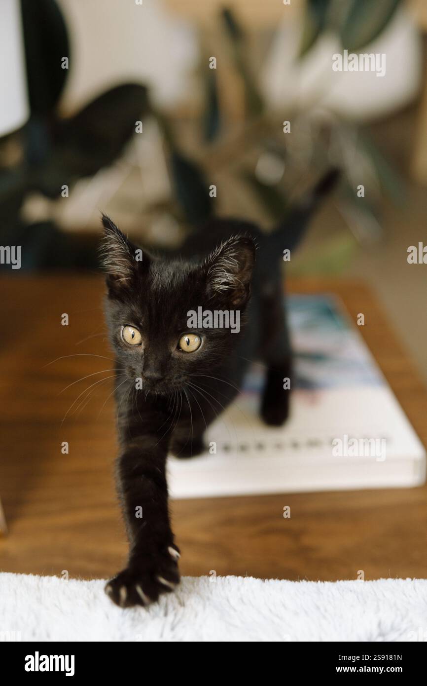 Black kitten walking across table Stock Photo - Alamy