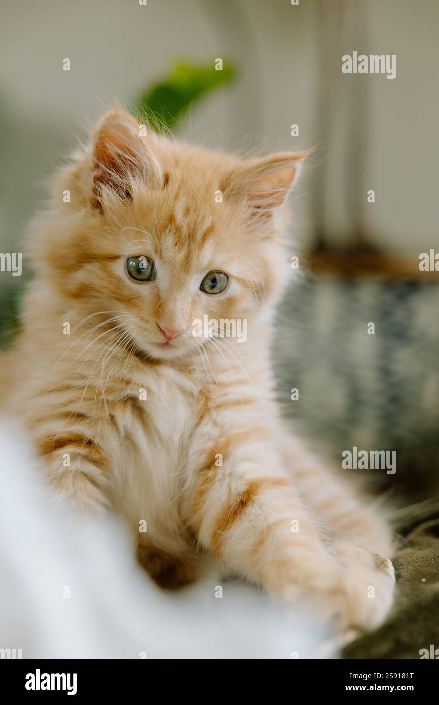 Fluffy orange kitty in warm light Stock Photo - Alamy