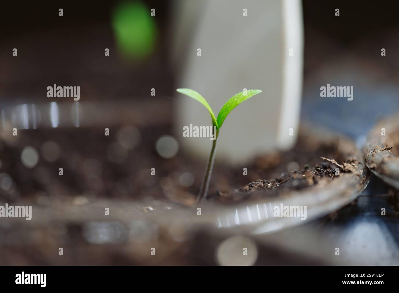 Macro Photo of Single Seedling Emerging from Soil Stock Photo - Alamy