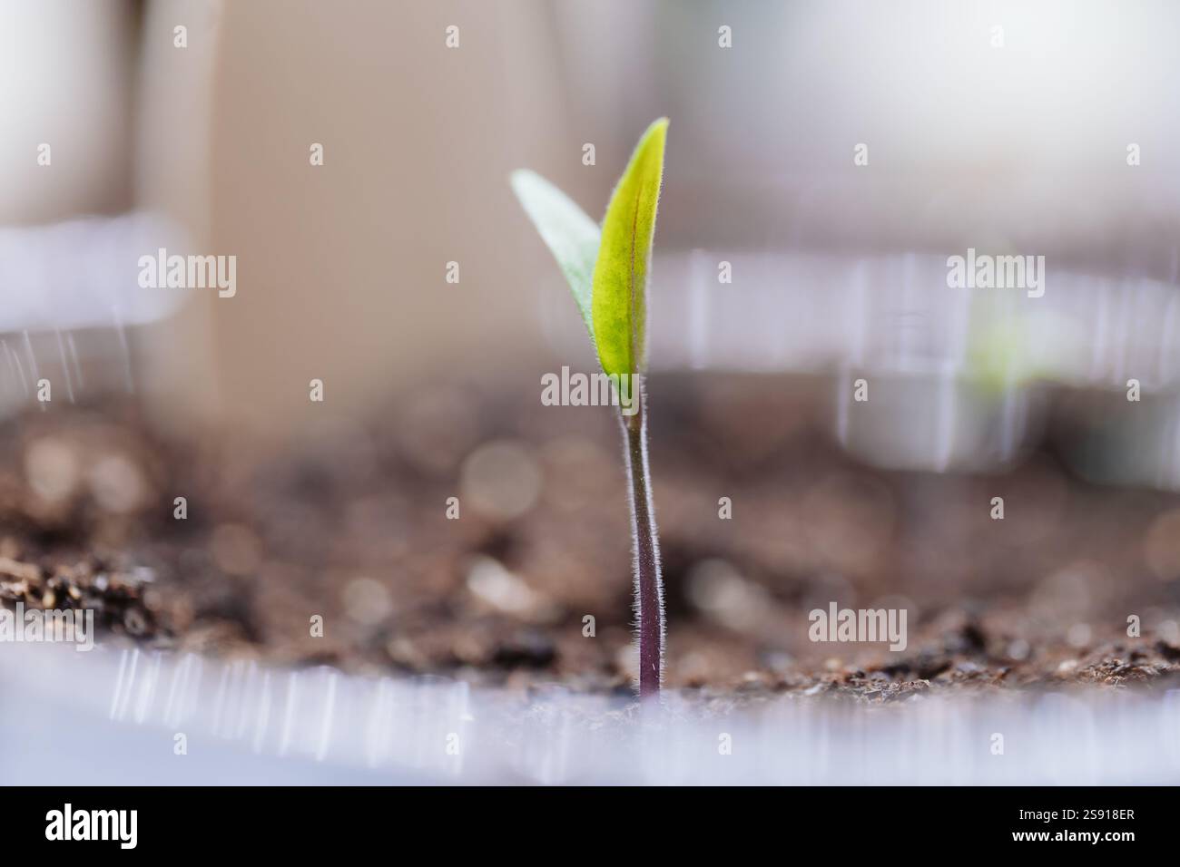 Macro Photography of Single Seedling Emerging from Soil Stock Photo - Alamy