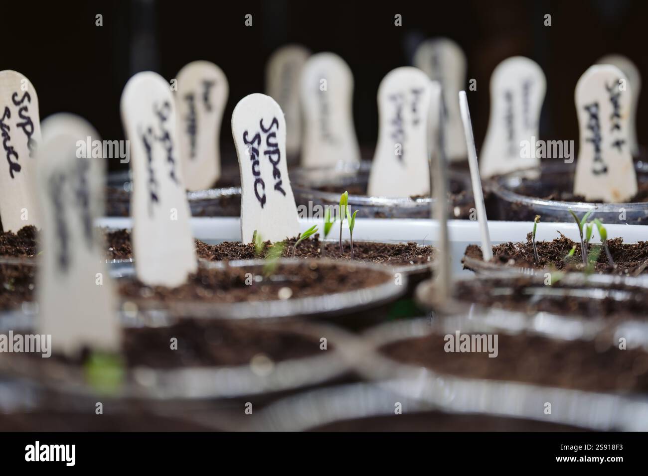 Labeled Seedlings in Soil Trays Stock Photo - Alamy