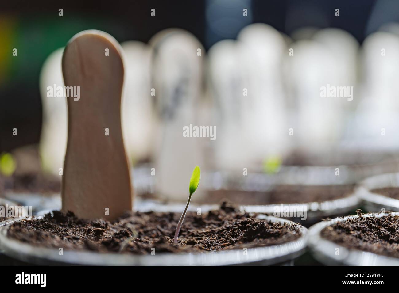 Single Seedling Emerging from Soil Stock Photo - Alamy