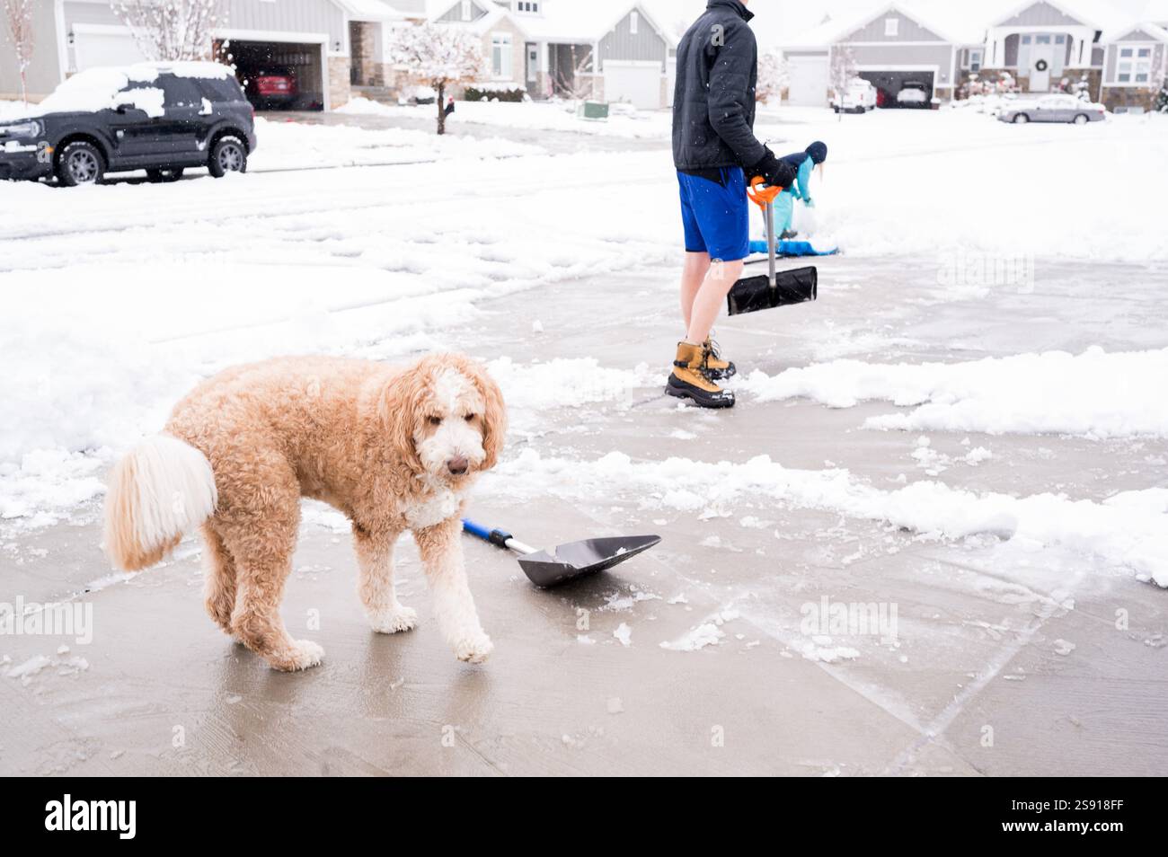 Father and daughter shoveling snow with dog Stock Photo - Alamy
