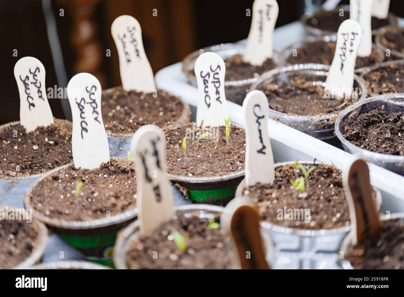 Labeled Seedlings in Soil Trays Stock Photo - Alamy