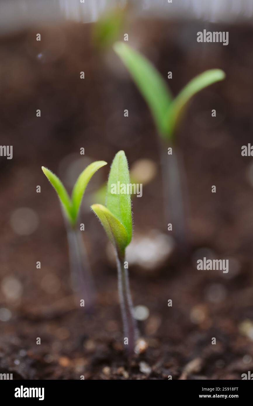 Close up Photo of Sprouting Seedlings in Rows Stock Photo - Alamy