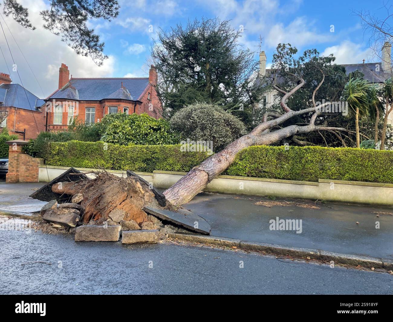A tree which has fallen into a house and garden on Cyprus Avenue in ...