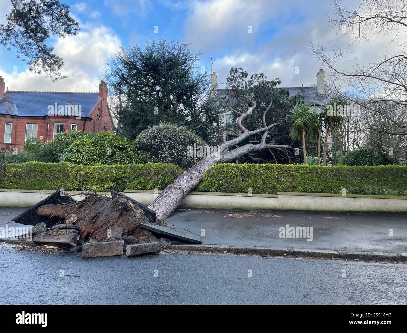 A tree which has fallen into a house and garden on Cyprus Avenue in ...