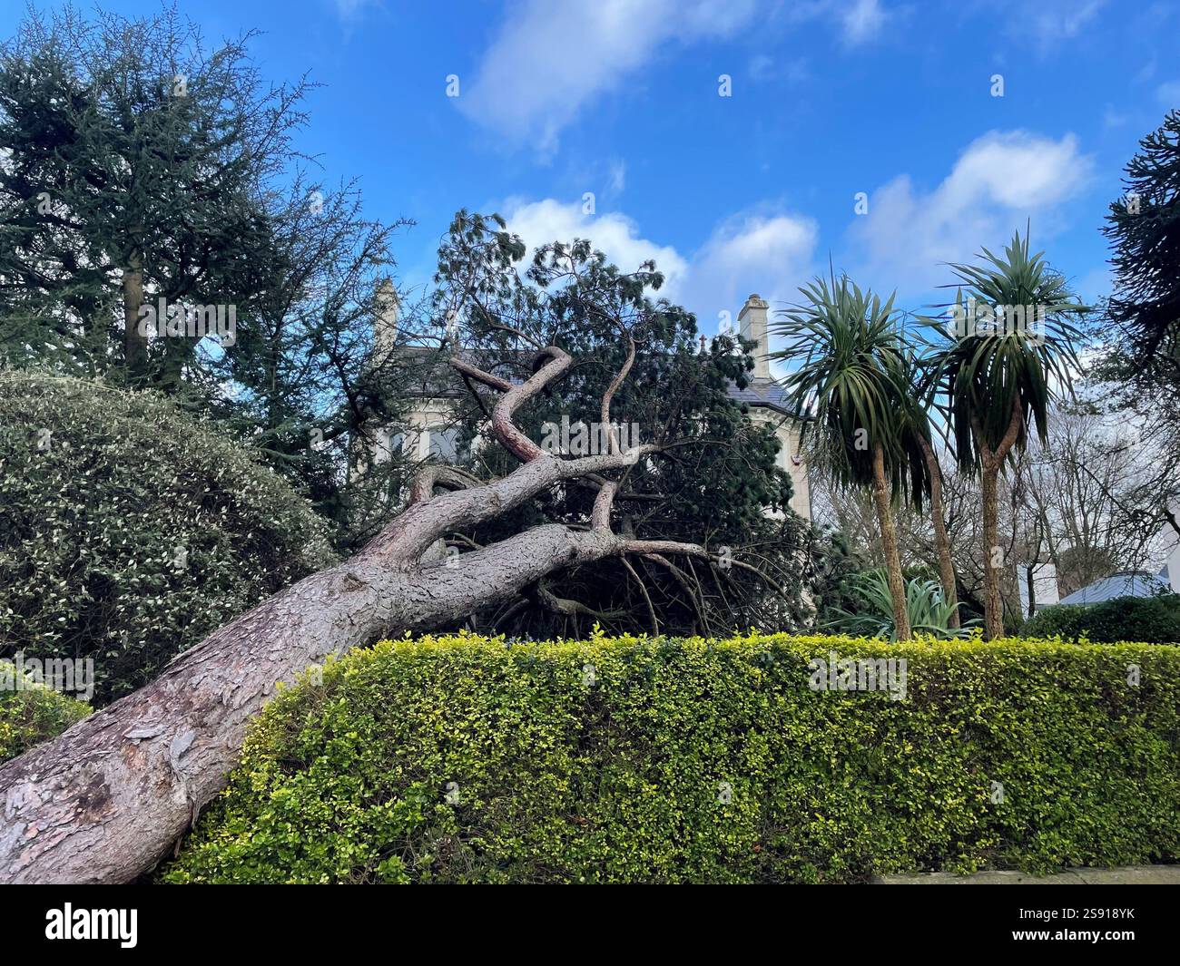 A tree which has fallen into a house and garden on Cyprus Avenue in ...