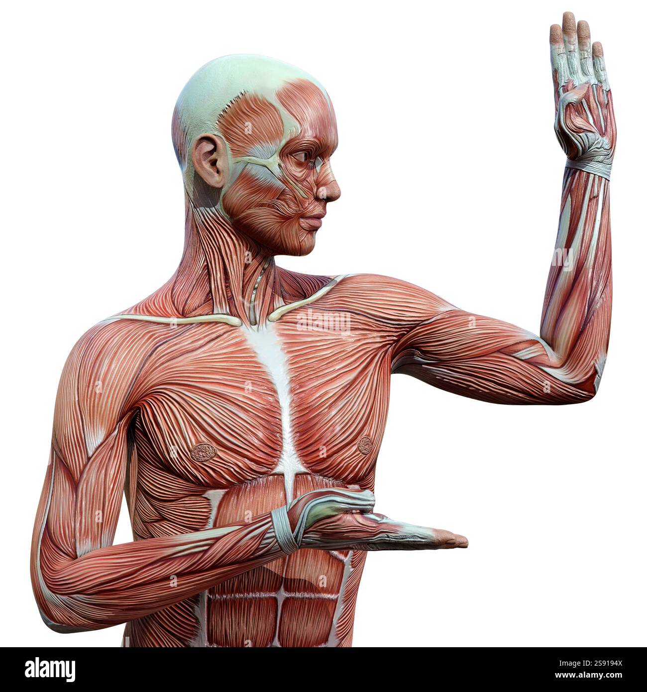 3D rendering of a male figure with muscle maps isolated on white ...