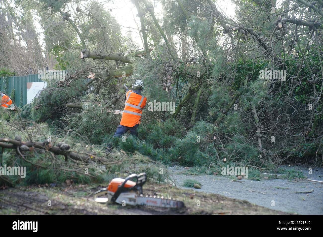 Tree surgeons cut and remove a fallen tree which is blocking the road ...
