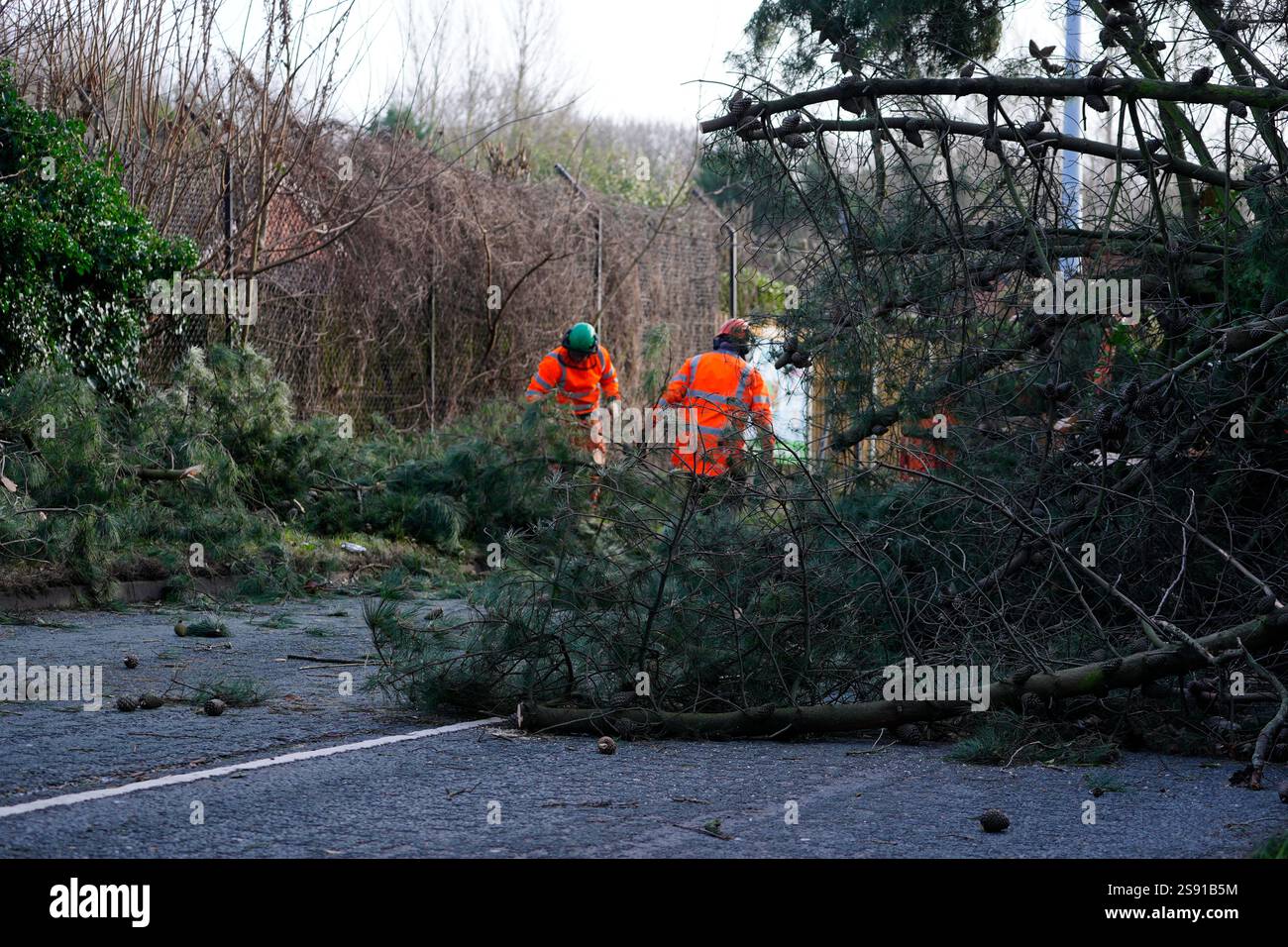 Tree surgeons cut and remove a fallen tree which is blocking the road ...