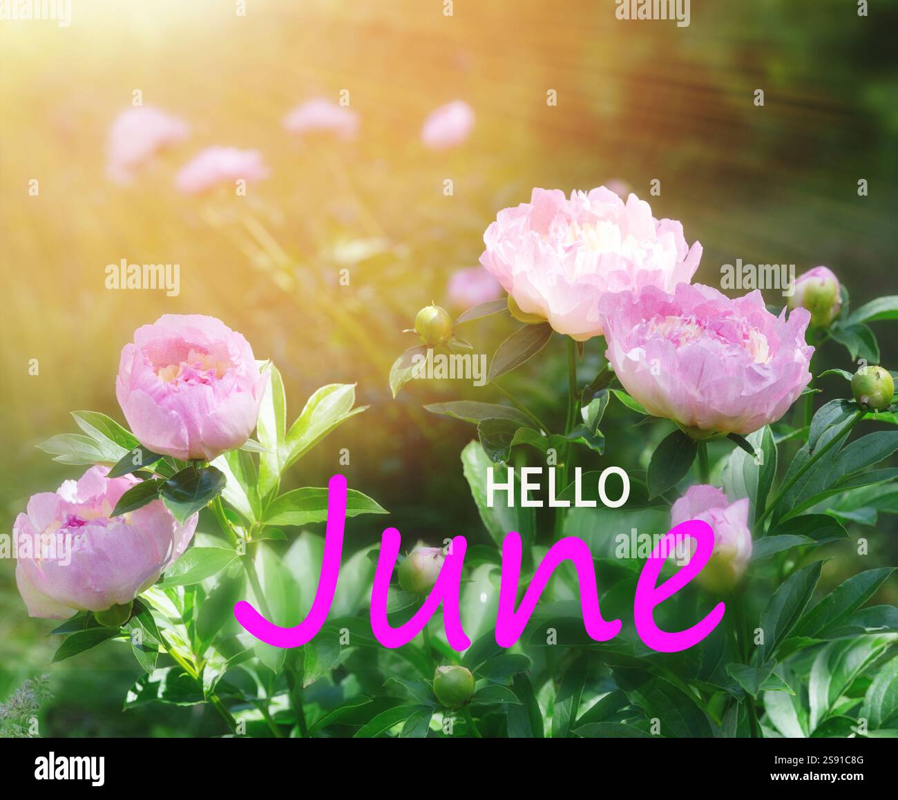 Hello June. Blooming Pink Peonies in a Garden Setting. Paeonia ...