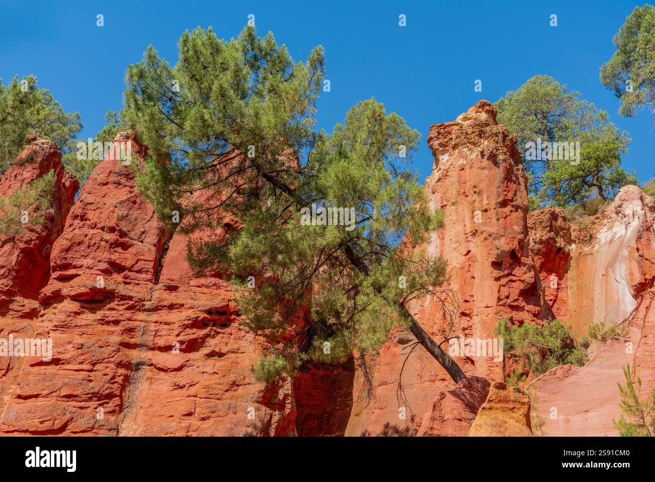 Impression with angular tree around the Ochre Path near Roussillon, a ...