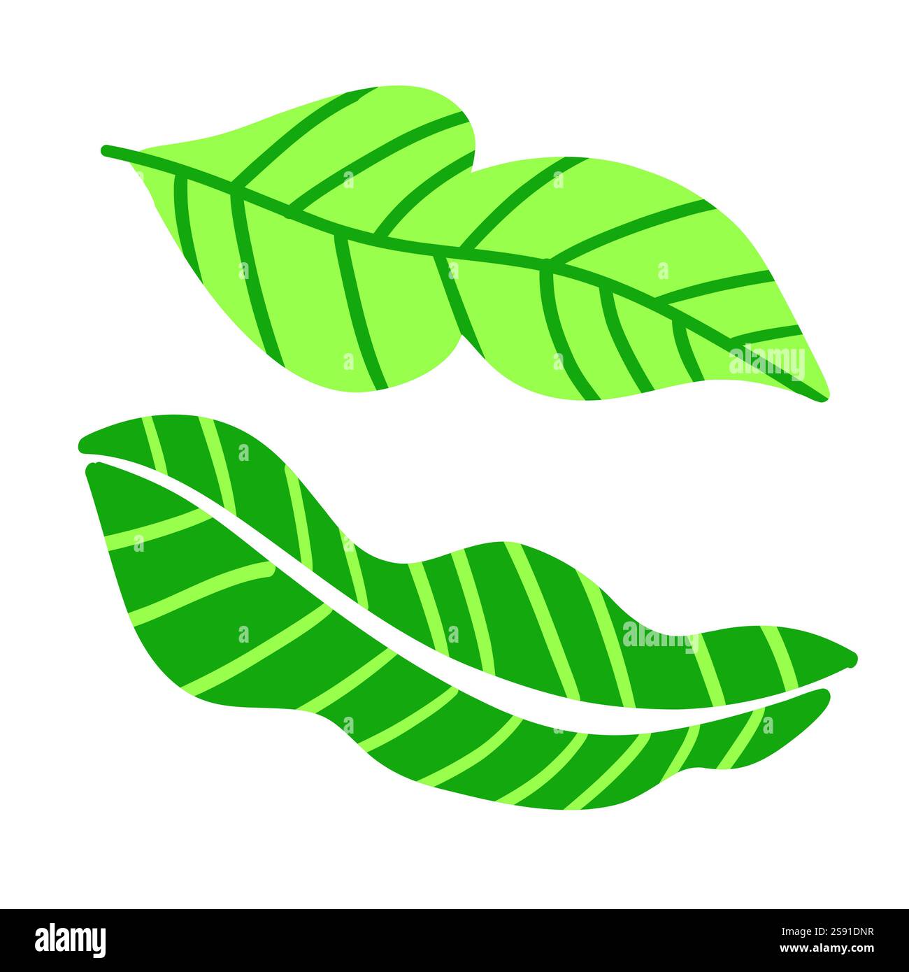 Fresh green tropical leaves with detailed textures. Perfect for nature ...