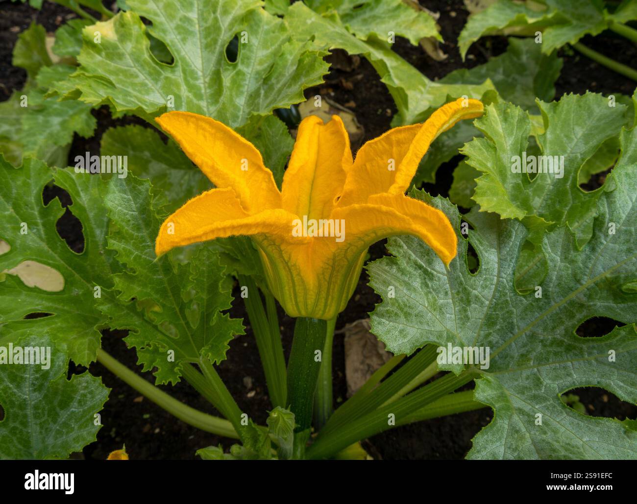 Closeup of one single bright yellow courgette / zucchini flower ...