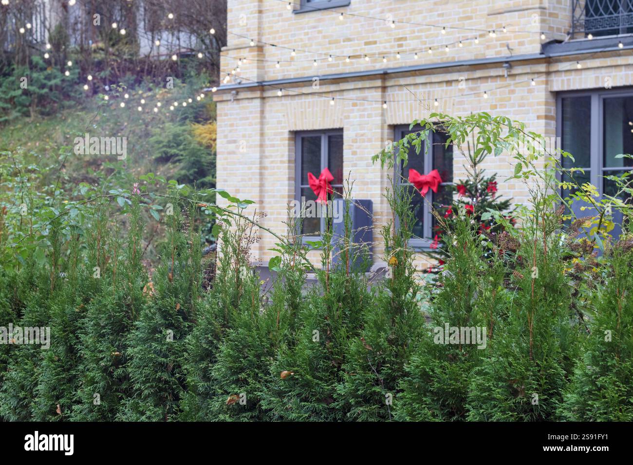 A yellow stone wall with windows decorated with red bows and a hedge in ...