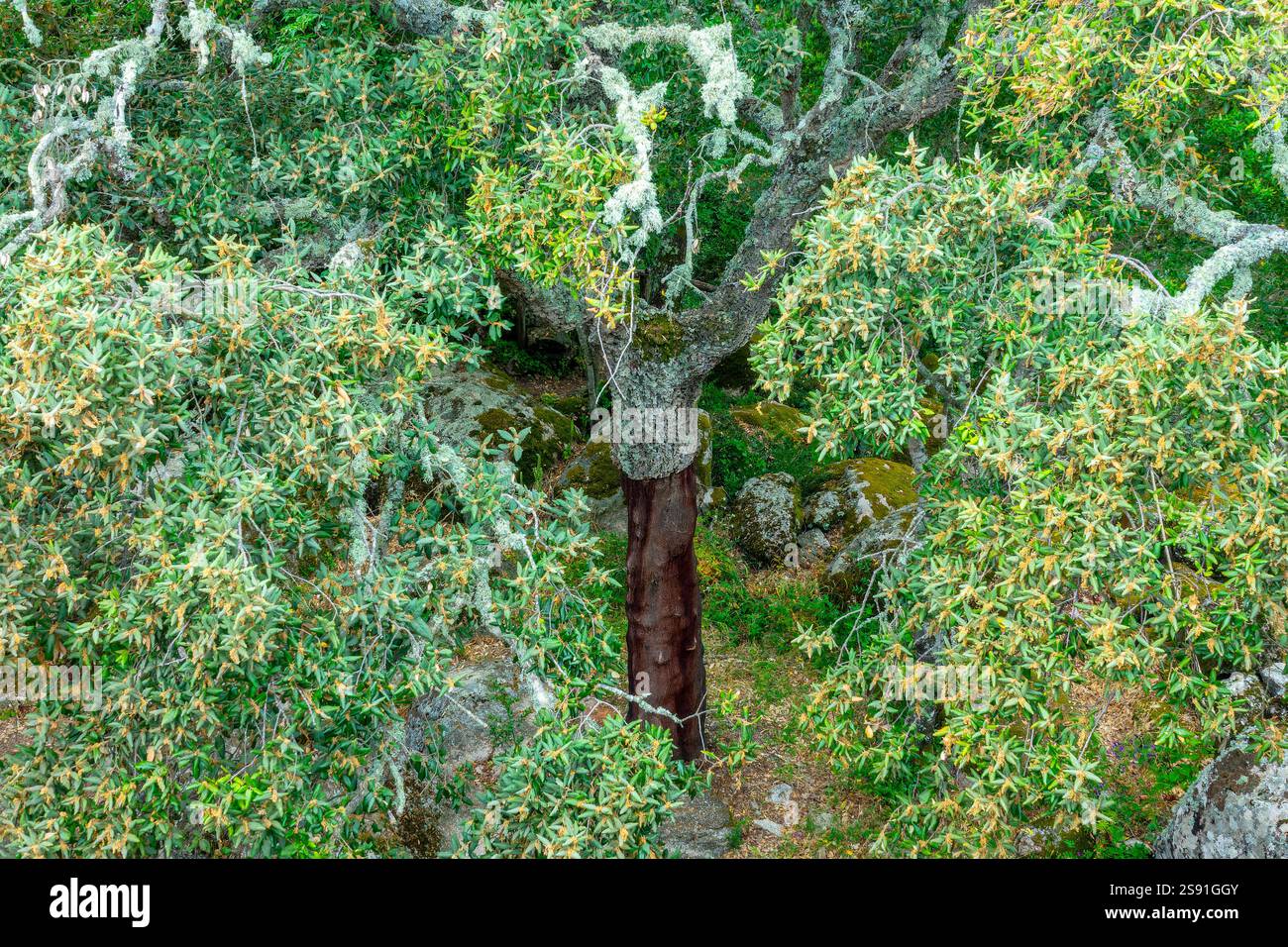 View from above of a Cork oak tree in Sardinia, Italy Stock Photo - Alamy