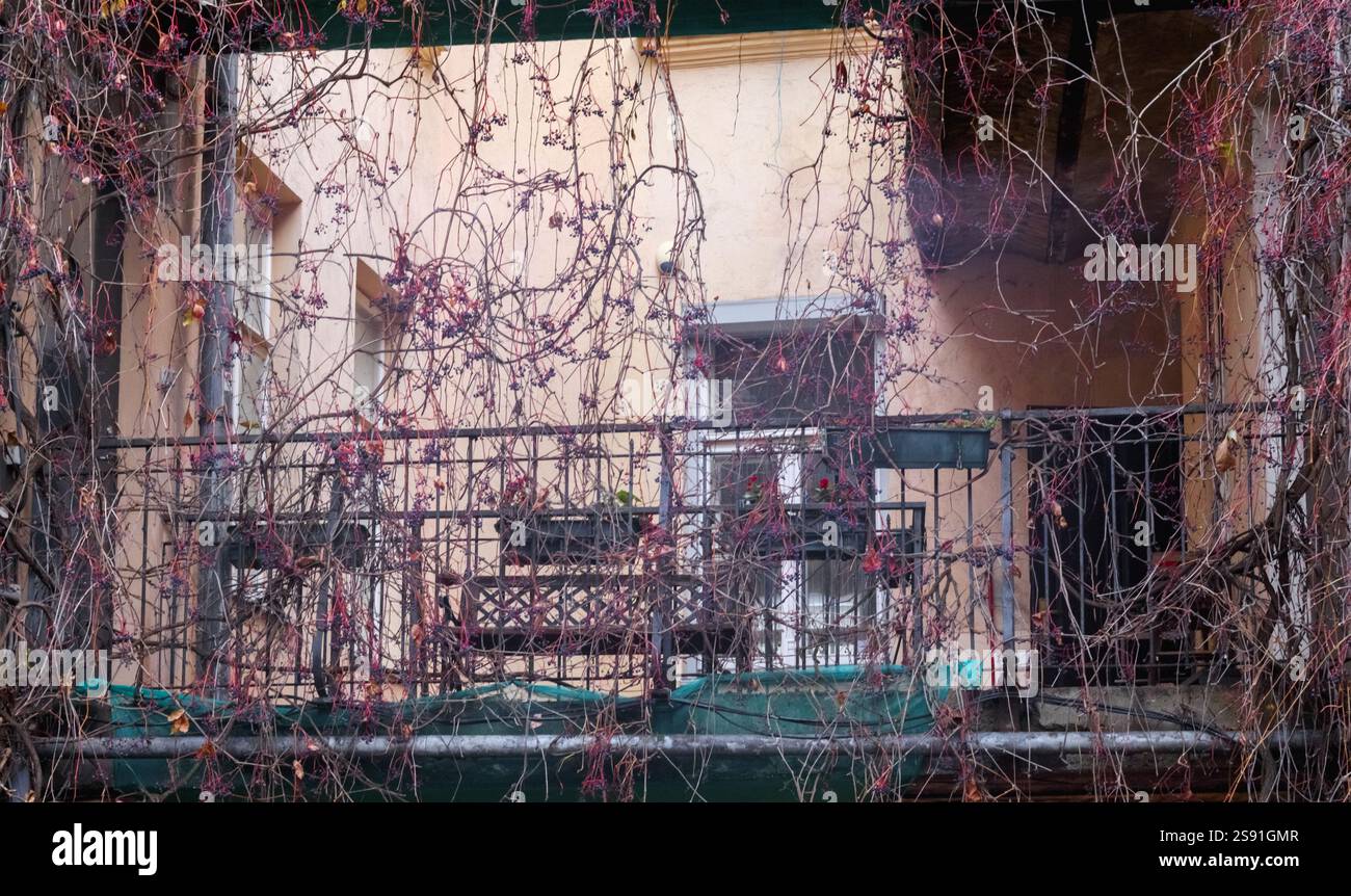 A balcony with an iron railing overgrown with vines, and behind it ...