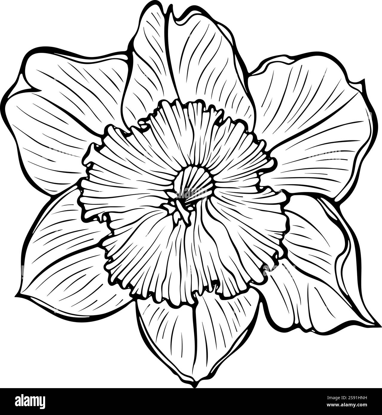 Daffodil flower line art Stock Vector Image & Art - Alamy