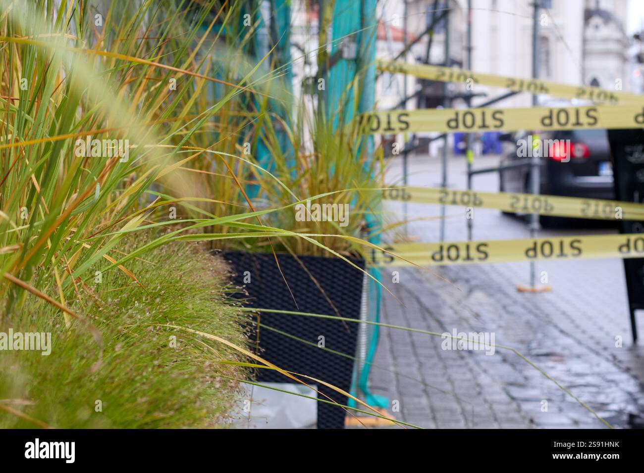 A large decorative bunch of grass planted in a pot, in front of which a ...