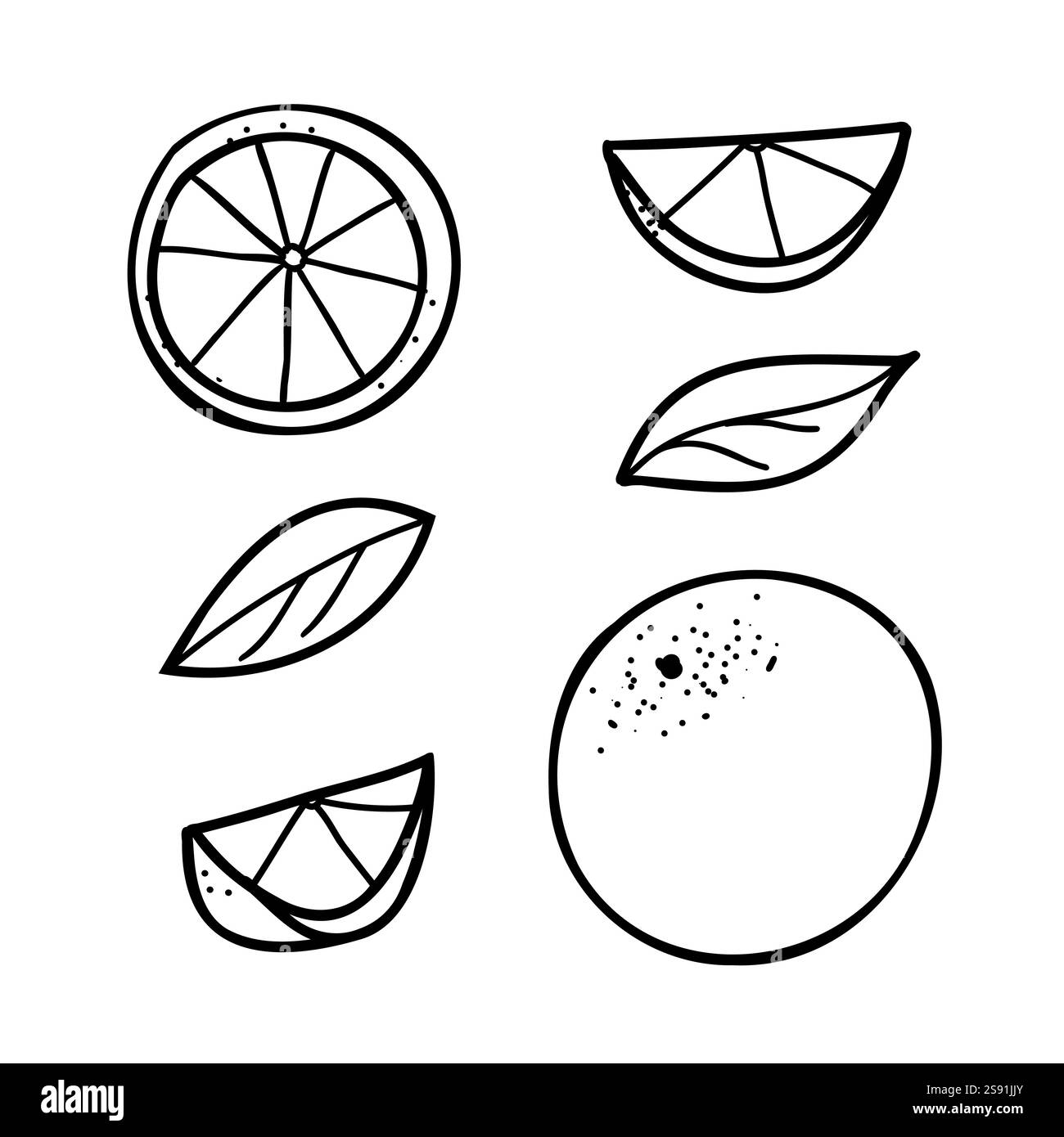 Orange Set. Hand drawn Vector doodle elements of whole Fruit, Cut ...