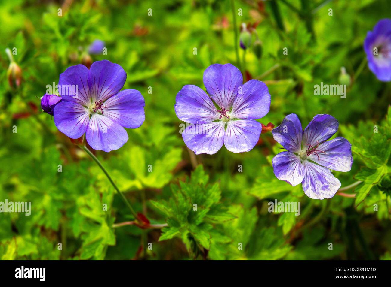 Close up meadow cranesbill hi-res stock photography and images - Alamy