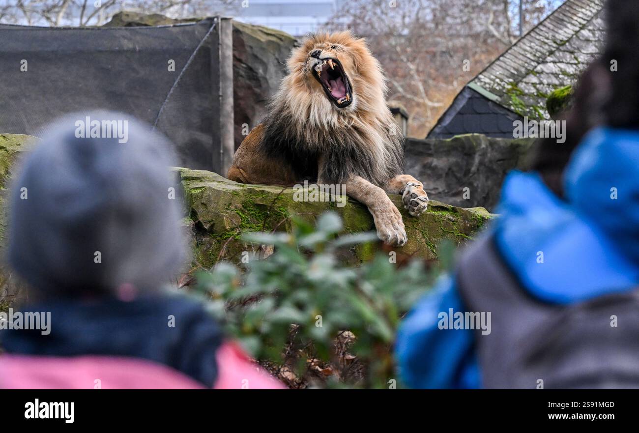 24 January 2025, Berlin: A lion yawns relaxed at the zoo. Following the ...