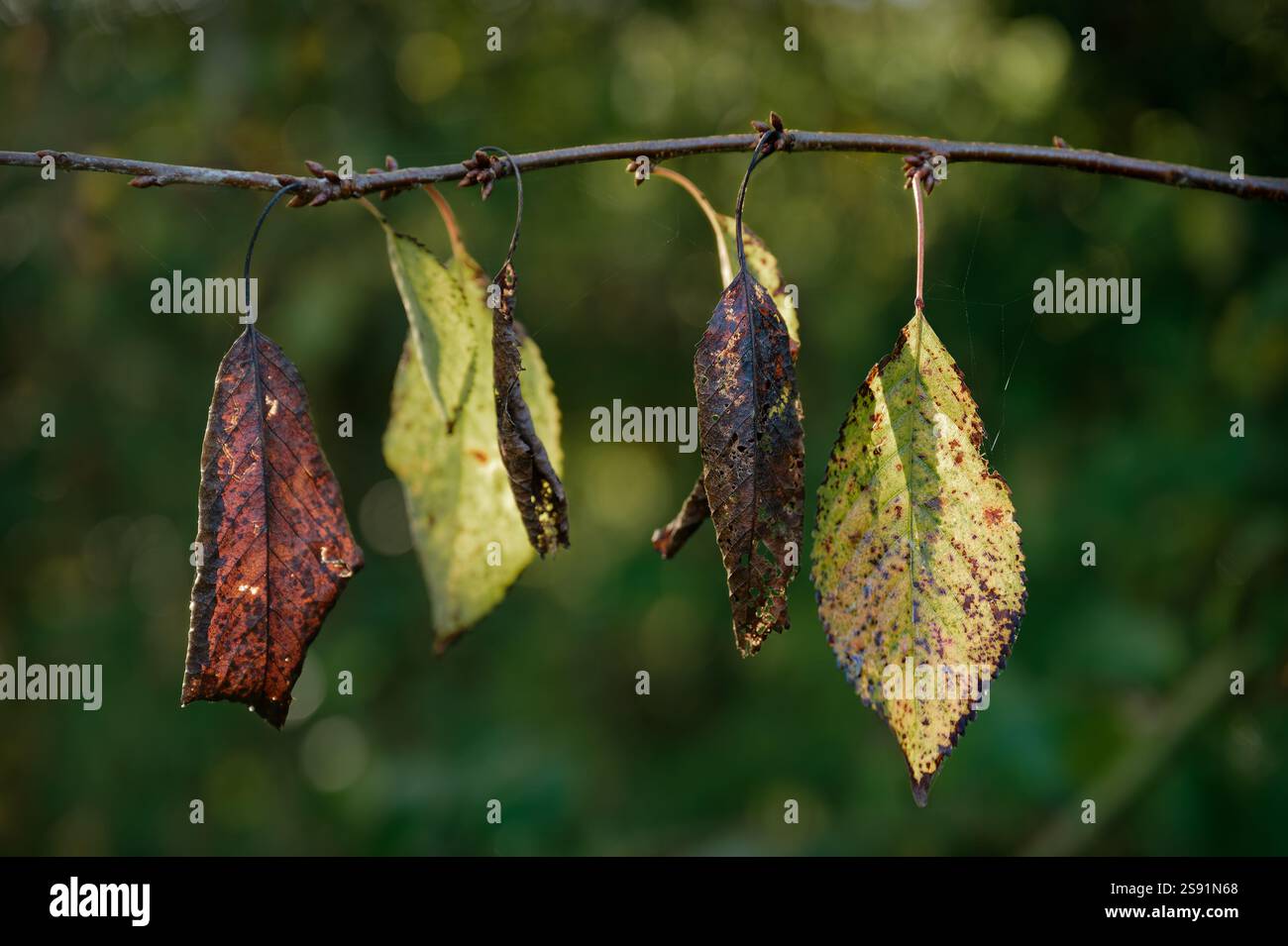 A close-up of seven leaves hanging from a branch, in various shades of ...